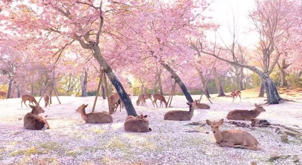 [Kyoto Nara Arashiyama Sagano Scenic Railway Cherry Blossom One-Day Tour] Hotel Pick-up ...